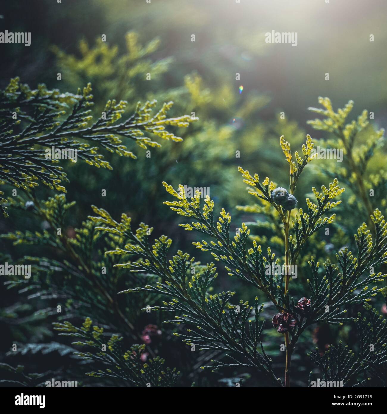 green pine tree leaves in springtime, green background Stock Photo - Alamy