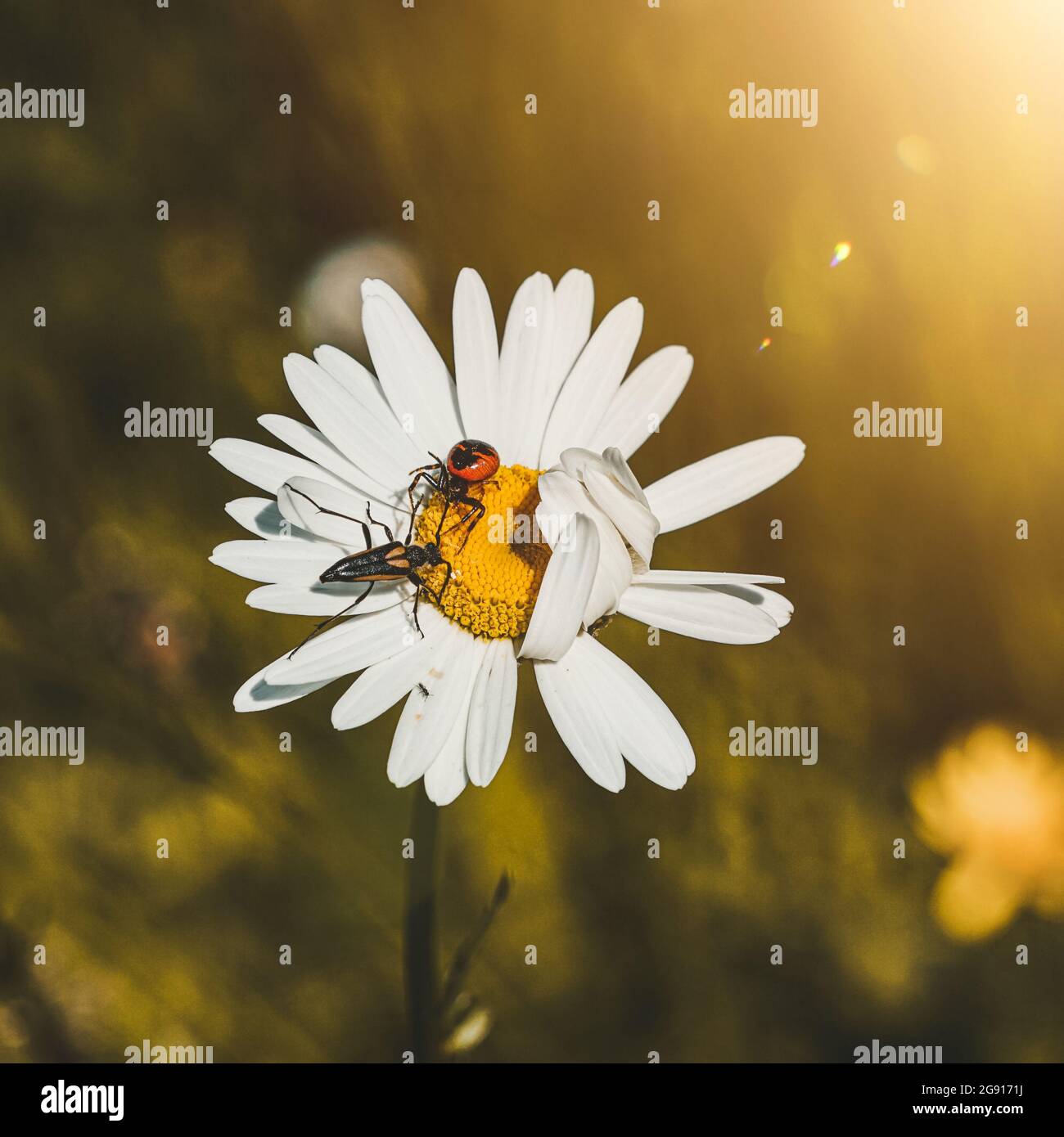 Hunting flower hi-res stock photography and images - Alamy