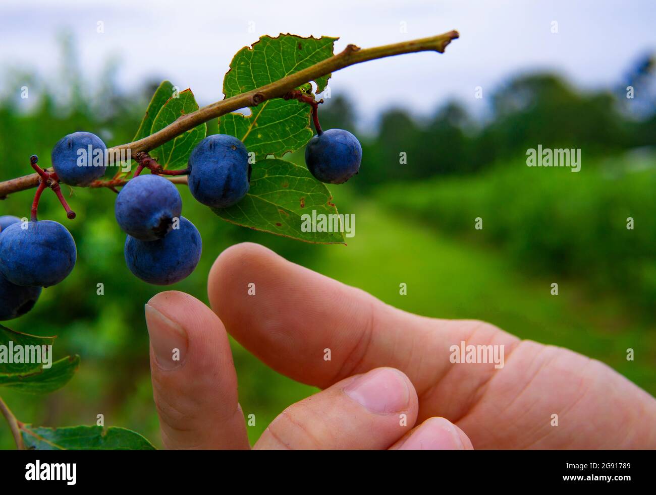 Blue berry farm hi-res stock photography and images - Alamy