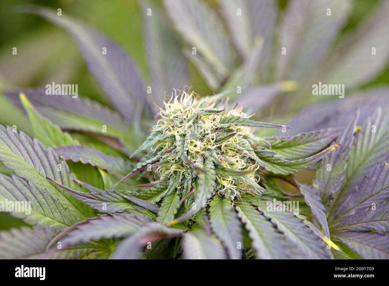 Cannabis plant structure hi-res stock photography and images - Alamy