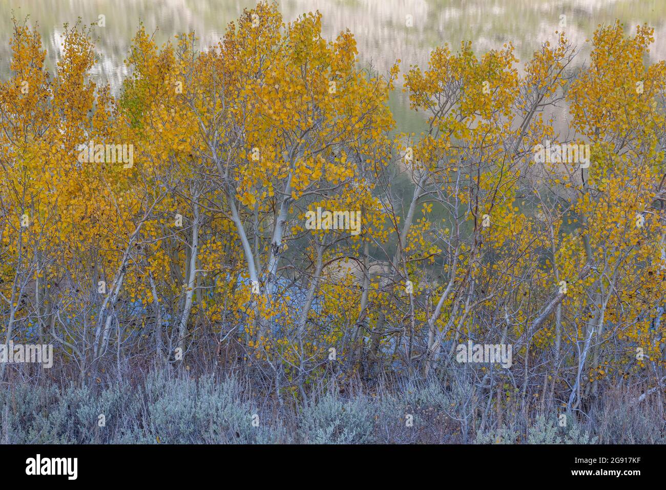 Aspen Trees, Parker Lake, Ansel Adams Wilderness, California Stock ...
