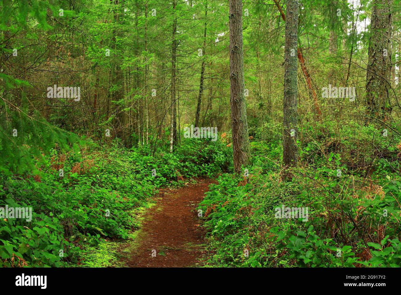 a exterior picture of an Pacific Northwest forest Stock Photo - Alamy