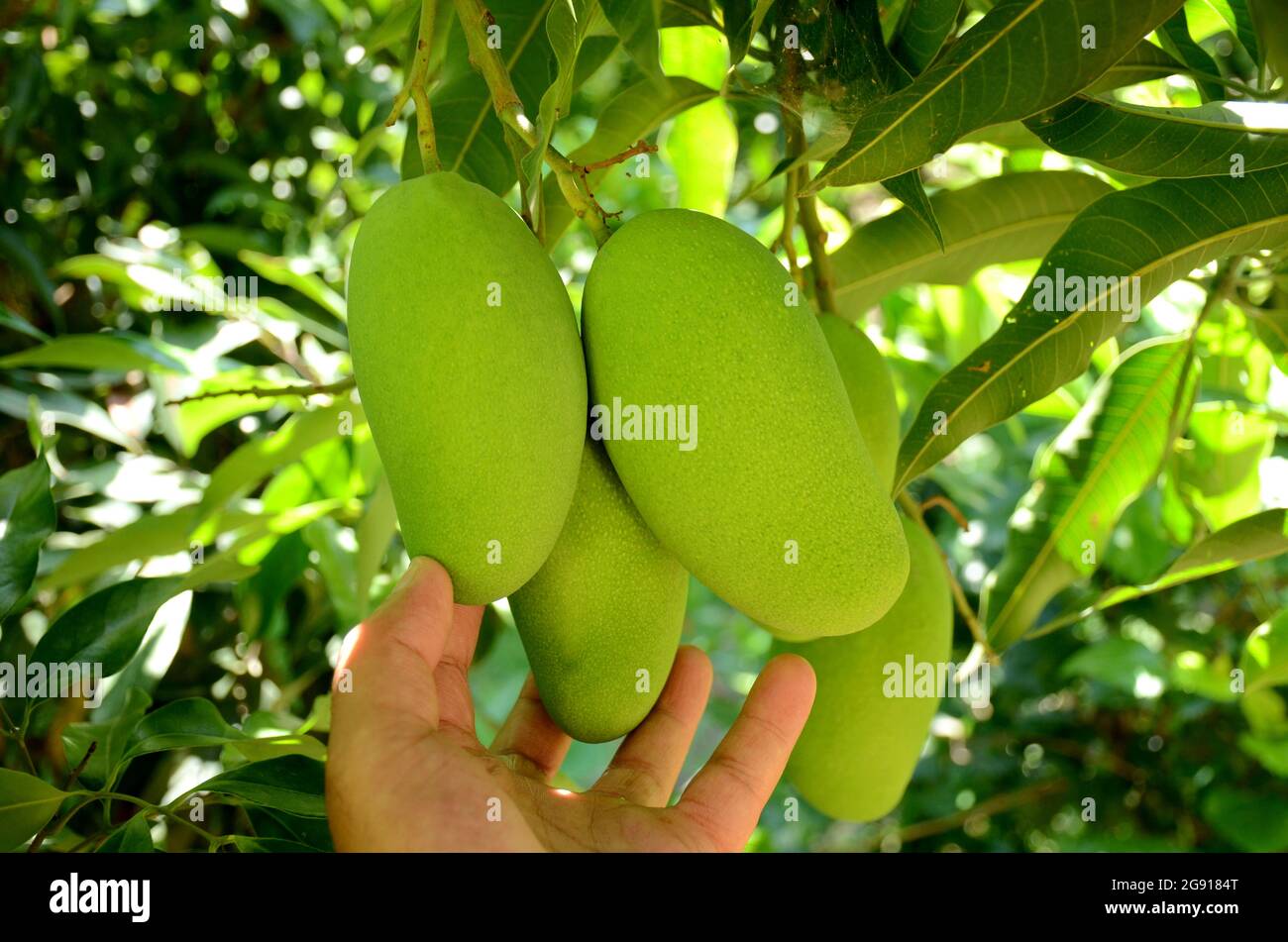 Man holding fresh green mango fruits against a blurred background Stock ...