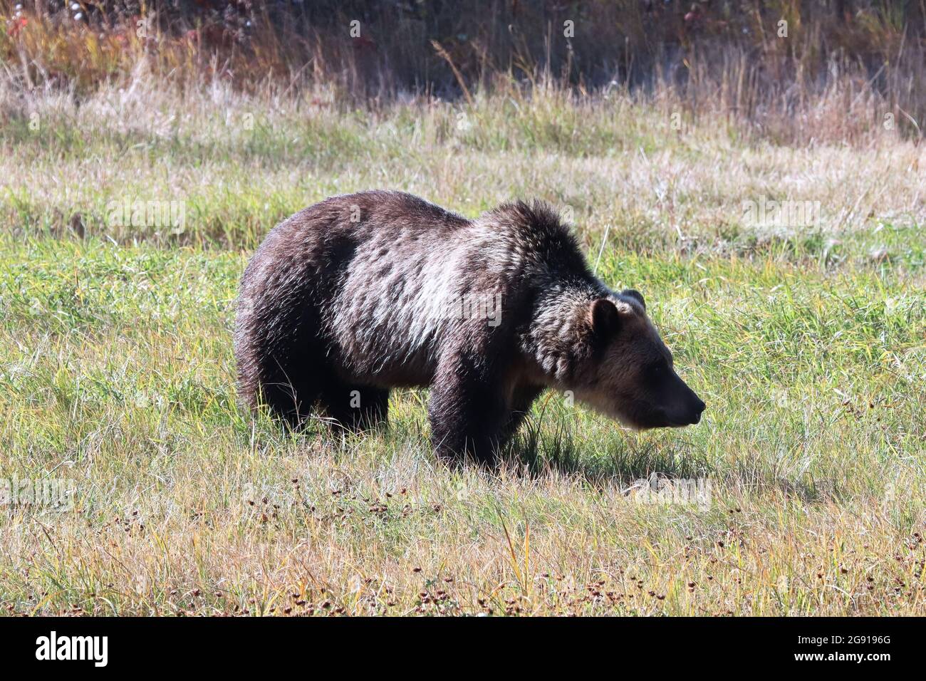 Bear Standing Side