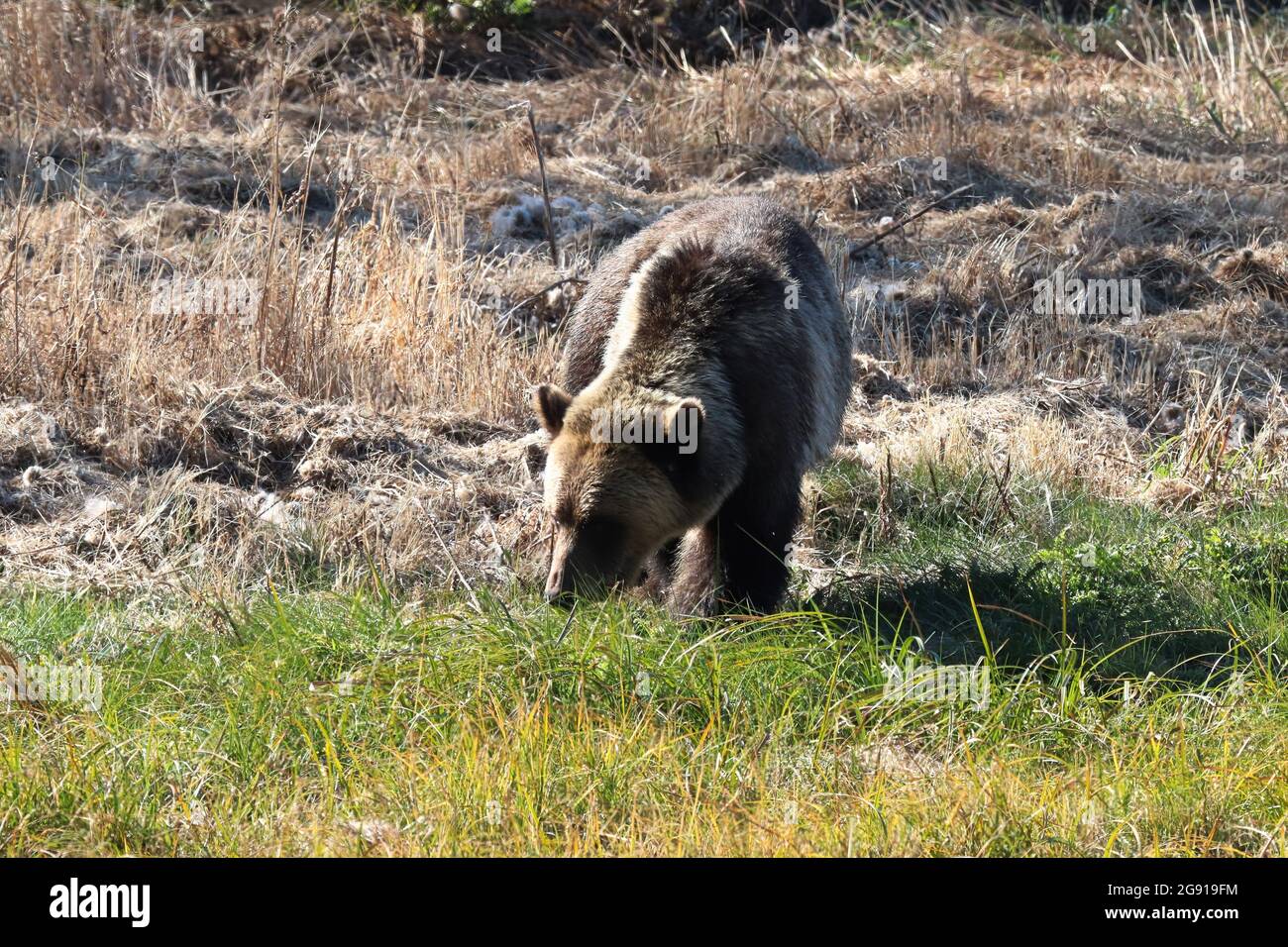 Front view of a grizzly bear sniffing green short grass Stock Photo - Alamy