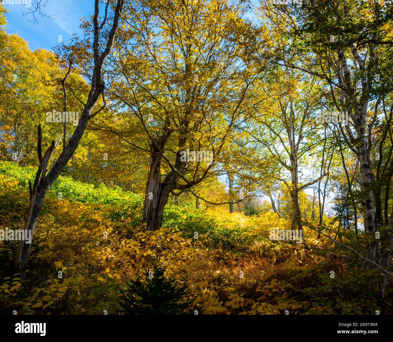 Colours change hi-res stock photography and images - Alamy