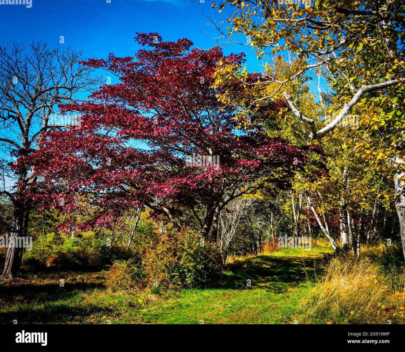 Red japanese maples hi-res stock photography and images - Alamy