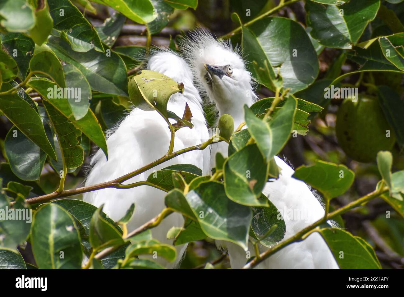 Baby snowy egret aka egretta thula. wakodahatchee wetlands, delray ...