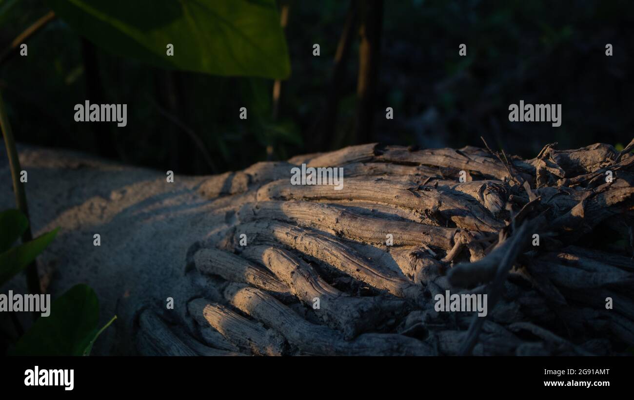 Betel tree hi-res stock photography and images - Alamy