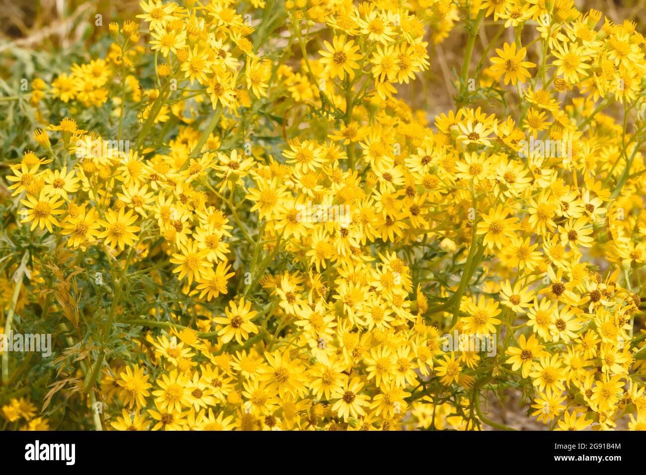 beautiful yellow Ragwort flowers (Senecio jacobaea) growing wild on ...