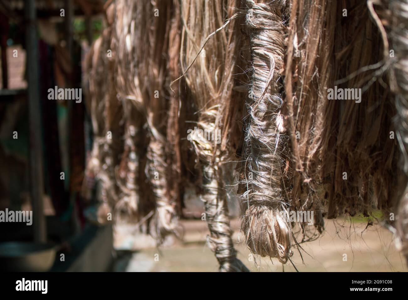 The wet jute is being dried in rows. After the jute is dried he is ...