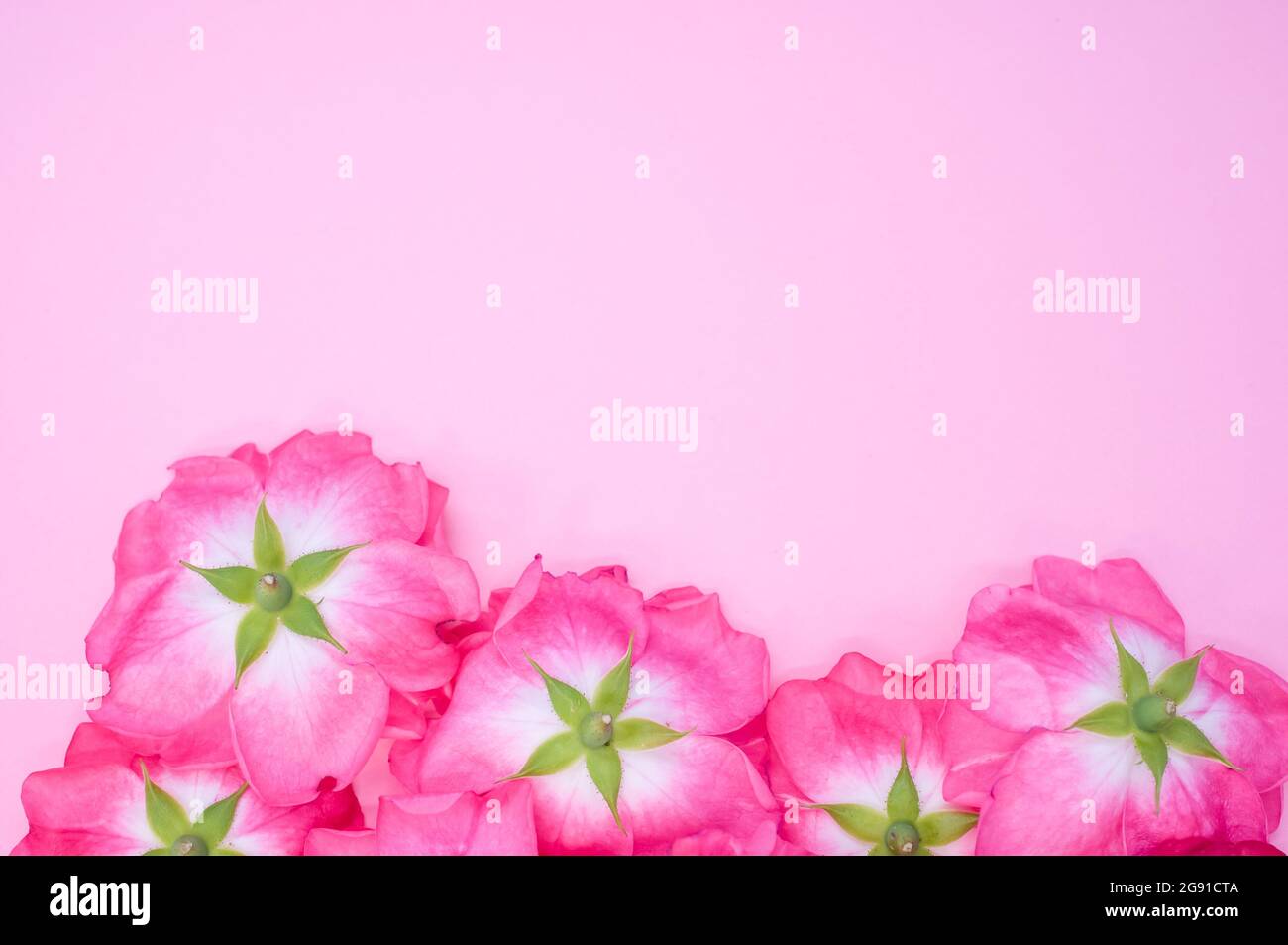 Bunch of fresh Hungarian roses isolated on a pink background with ...