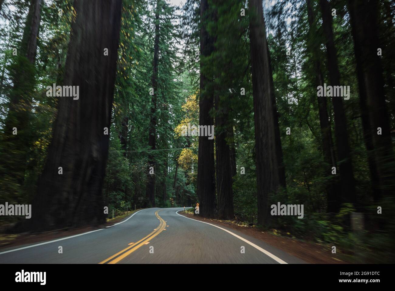 Road through the redwoods hi-res stock photography and images - Alamy