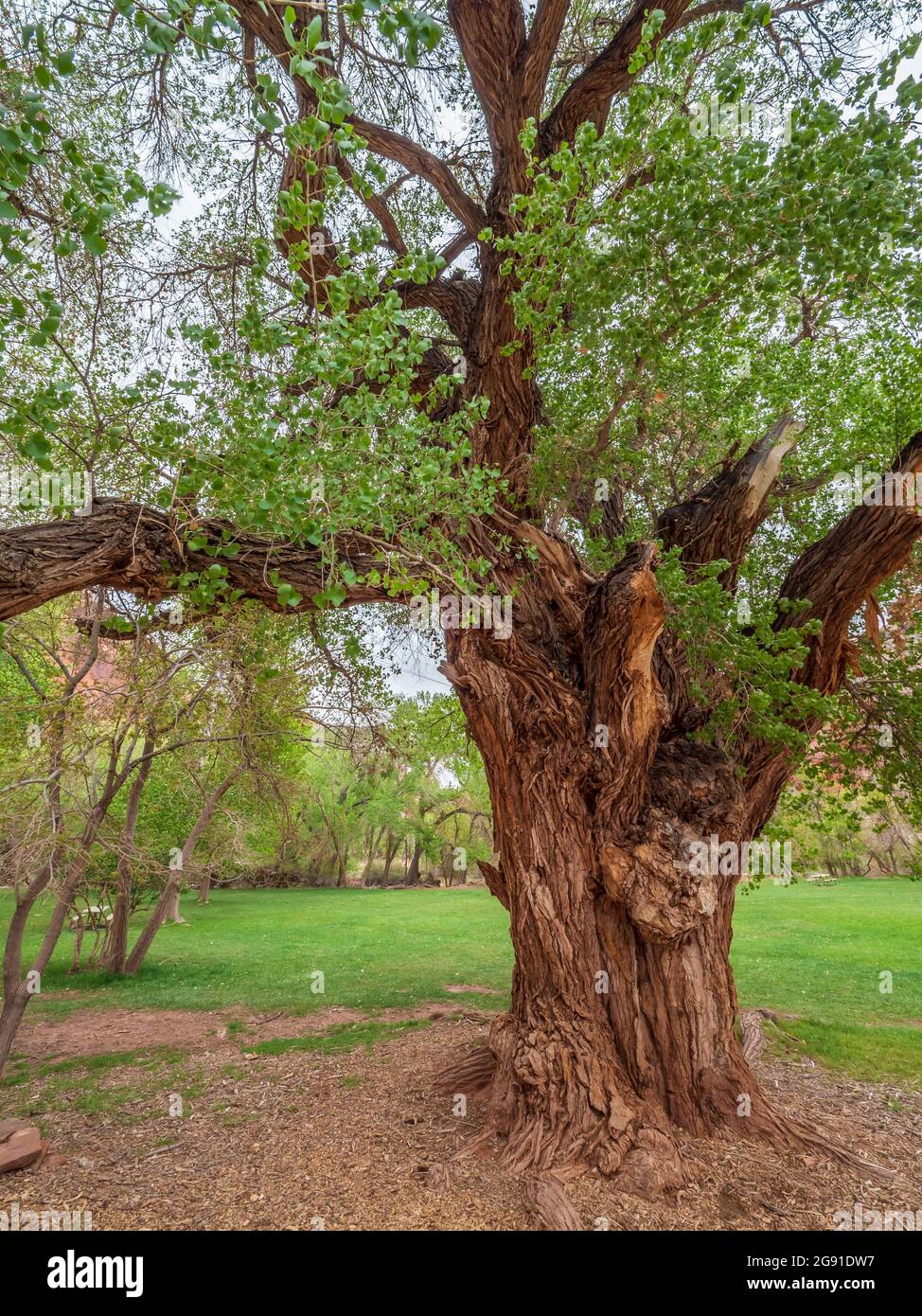 Fremont cottonwood tree, Capitol Reef National Park, Torrey, Utah Stock ...