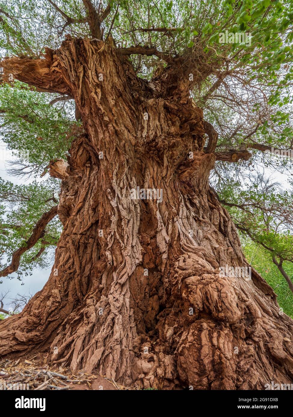 Fremont cottonwood hi-res stock photography and images - Alamy