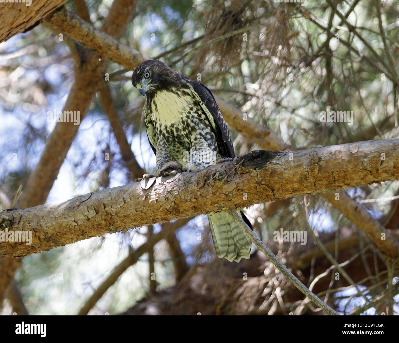 Red-tailed hawk with its kill, pocket gopher. Santa Clara County ...