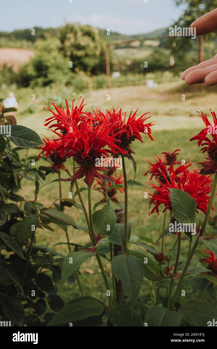 red flowers in the garden Stock Photo - Alamy