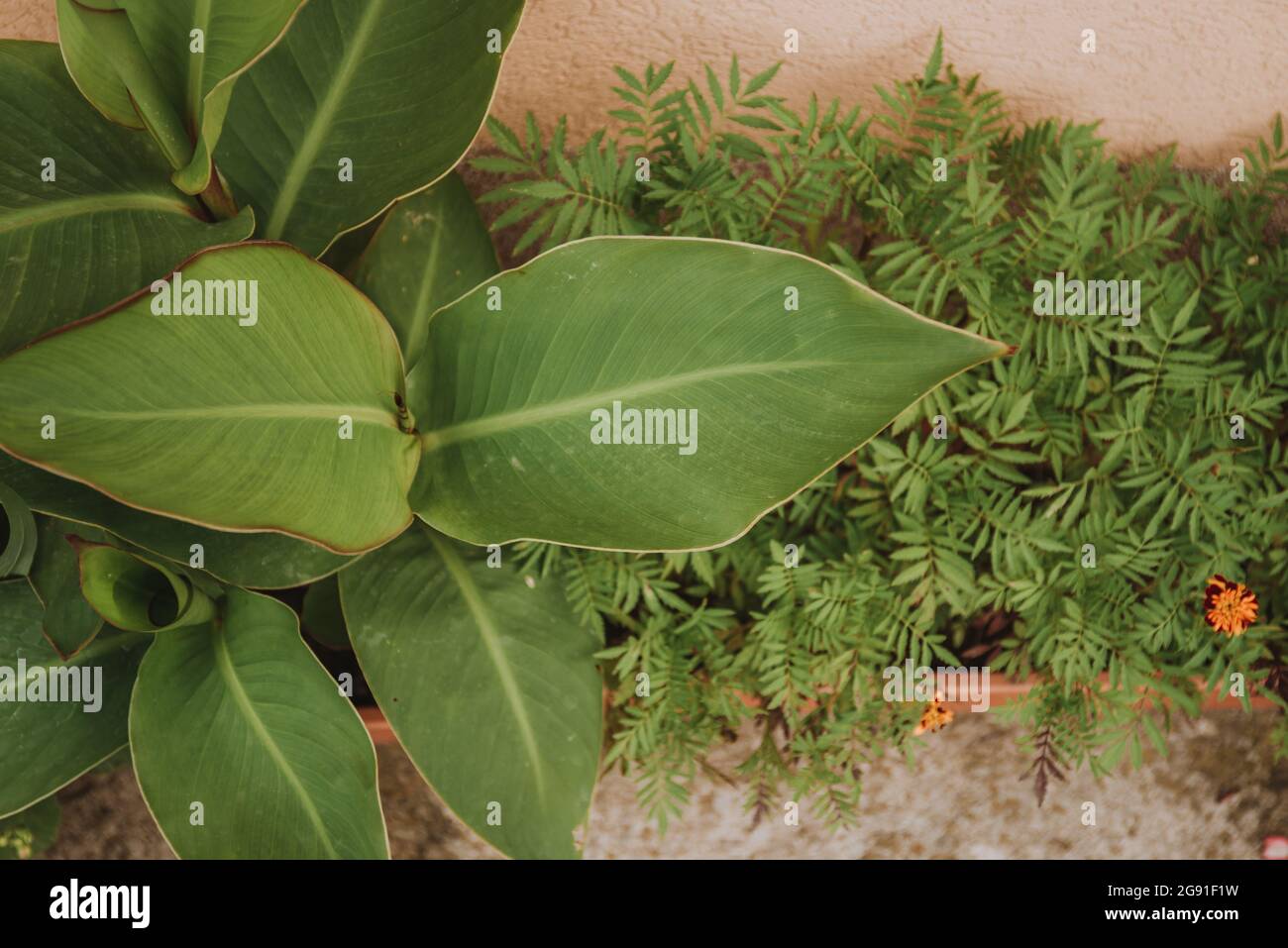Plants close hi-res stock photography and images - Alamy