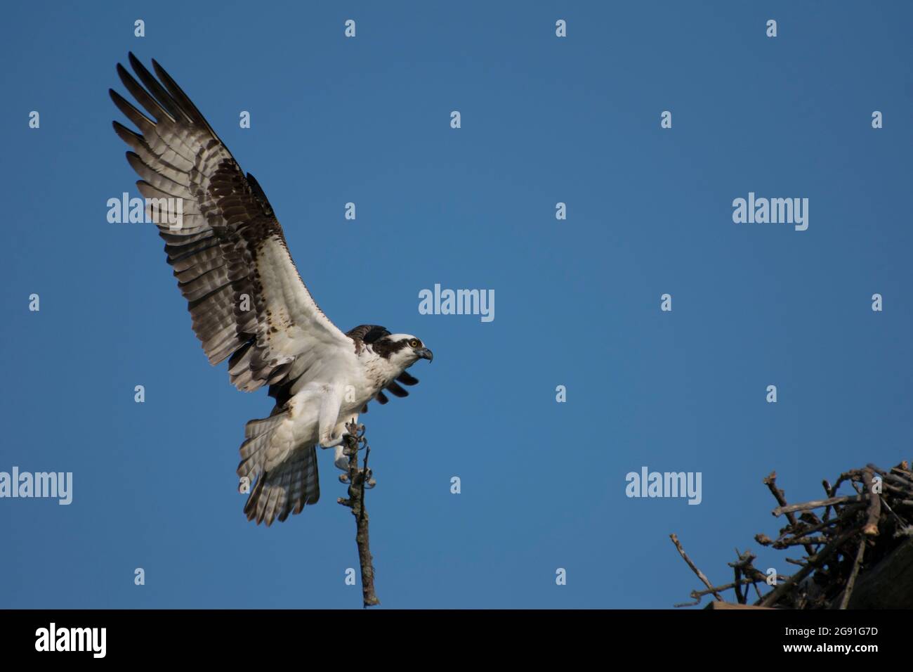 osprey in flight Stock Photo - Alamy