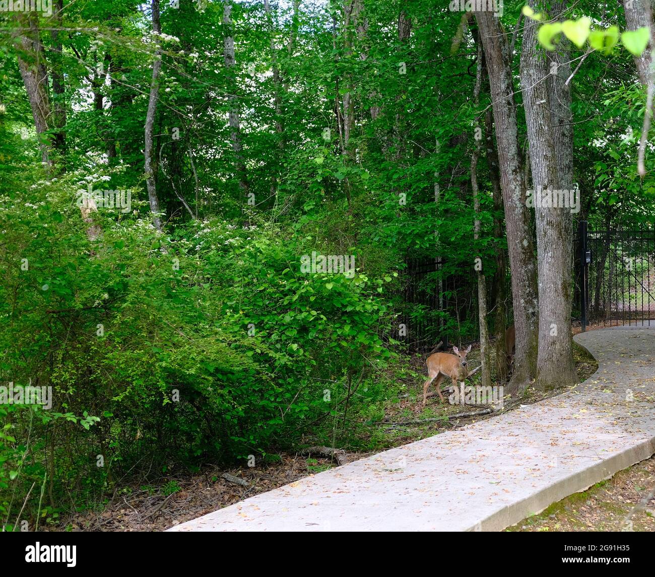 Deer by Walking Trail Through the Woods Stock Photo - Alamy