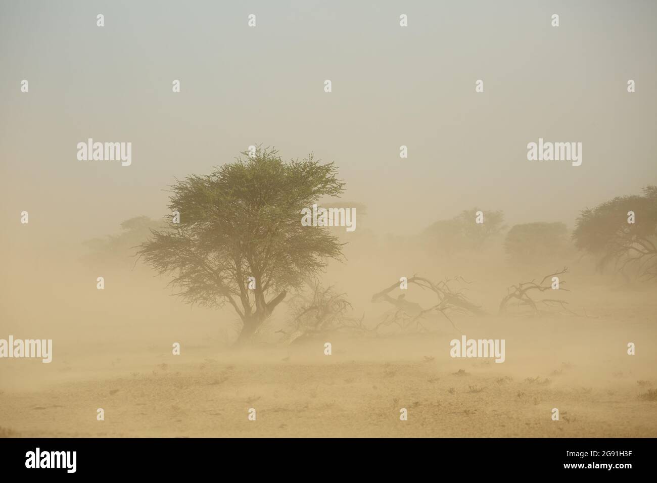 Severe Sandstorms In The Desert