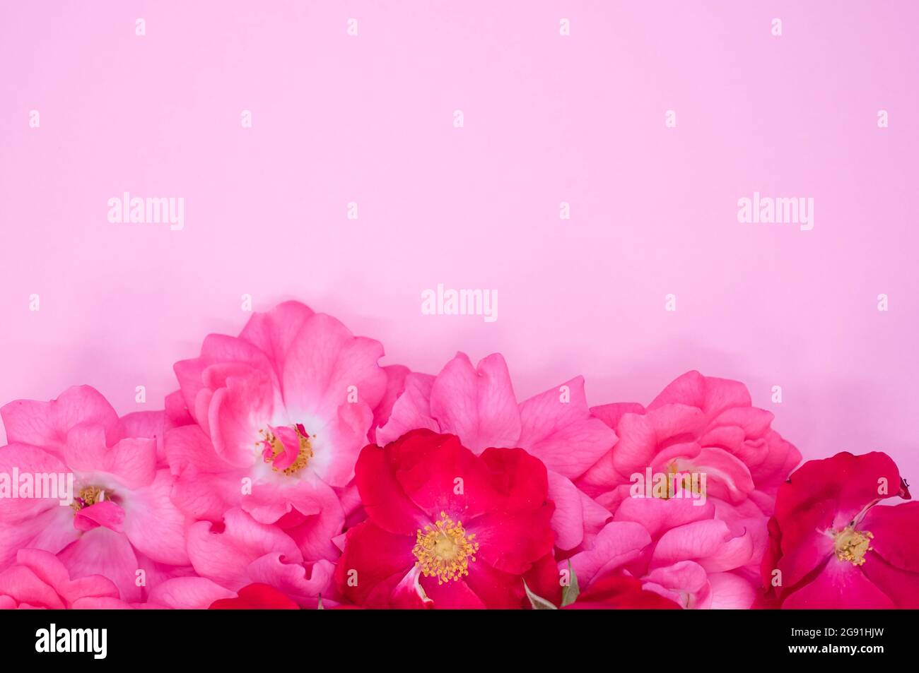 Bunch of fresh Hungarian roses isolated on pink background with copy ...