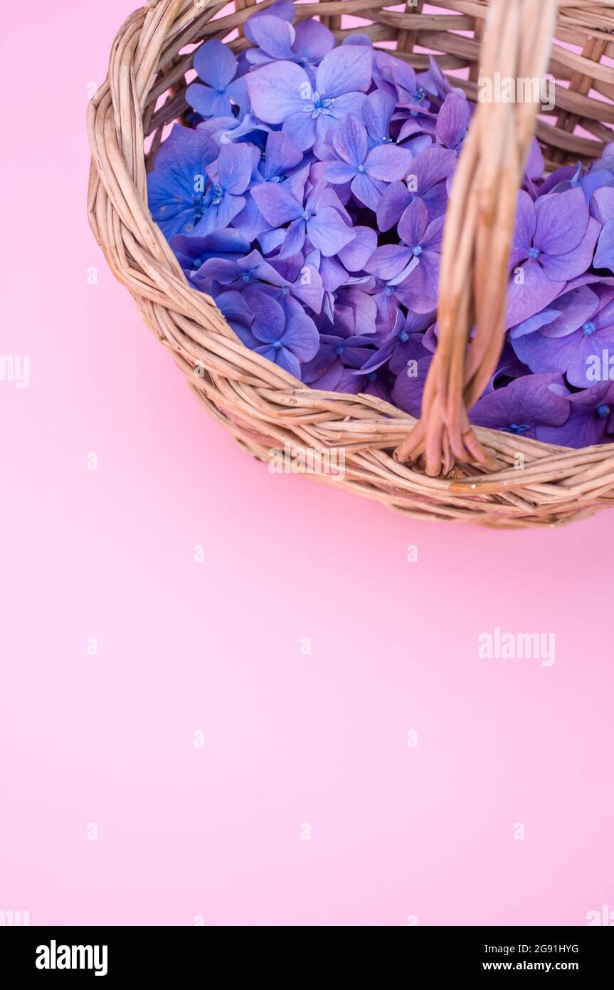 Bunch of hydrangea flowers on a woven basket isolated on pink ...