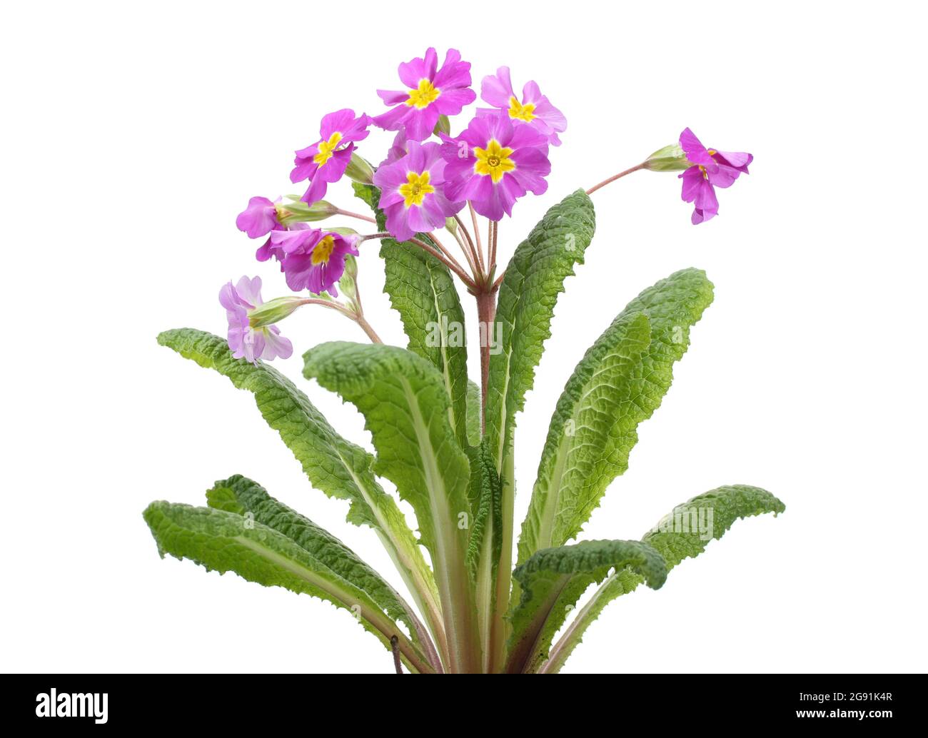 Beautiful purple primrose isolated on white Stock Photo - Alamy
