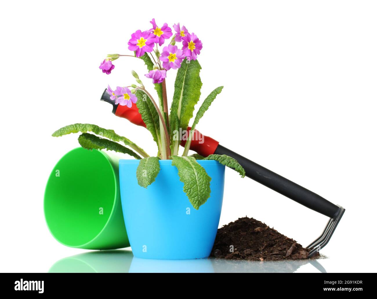 Beautiful purple primrose, soil and rake isolated on white Stock Photo ...