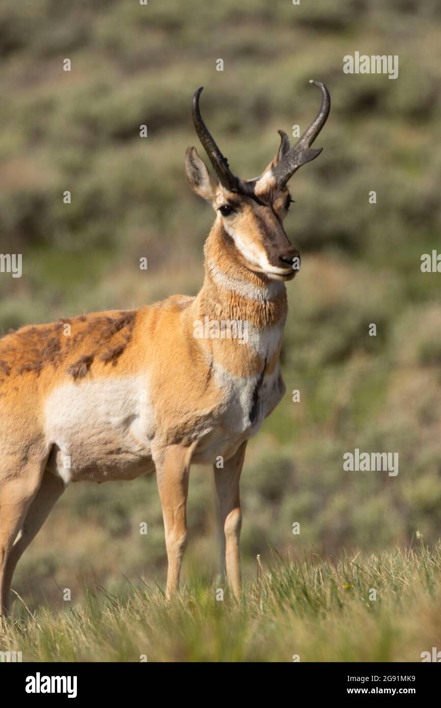 Prairie antelope hi-res stock photography and images - Alamy