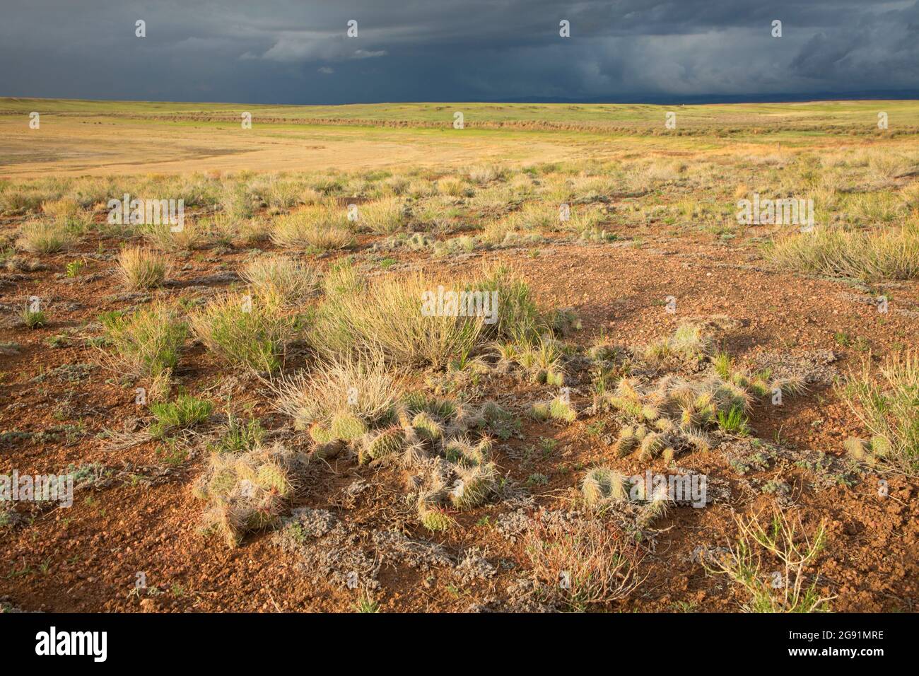 Prairie with prickly pear cactus, Hutton Lake National Wildlife Refuge ...