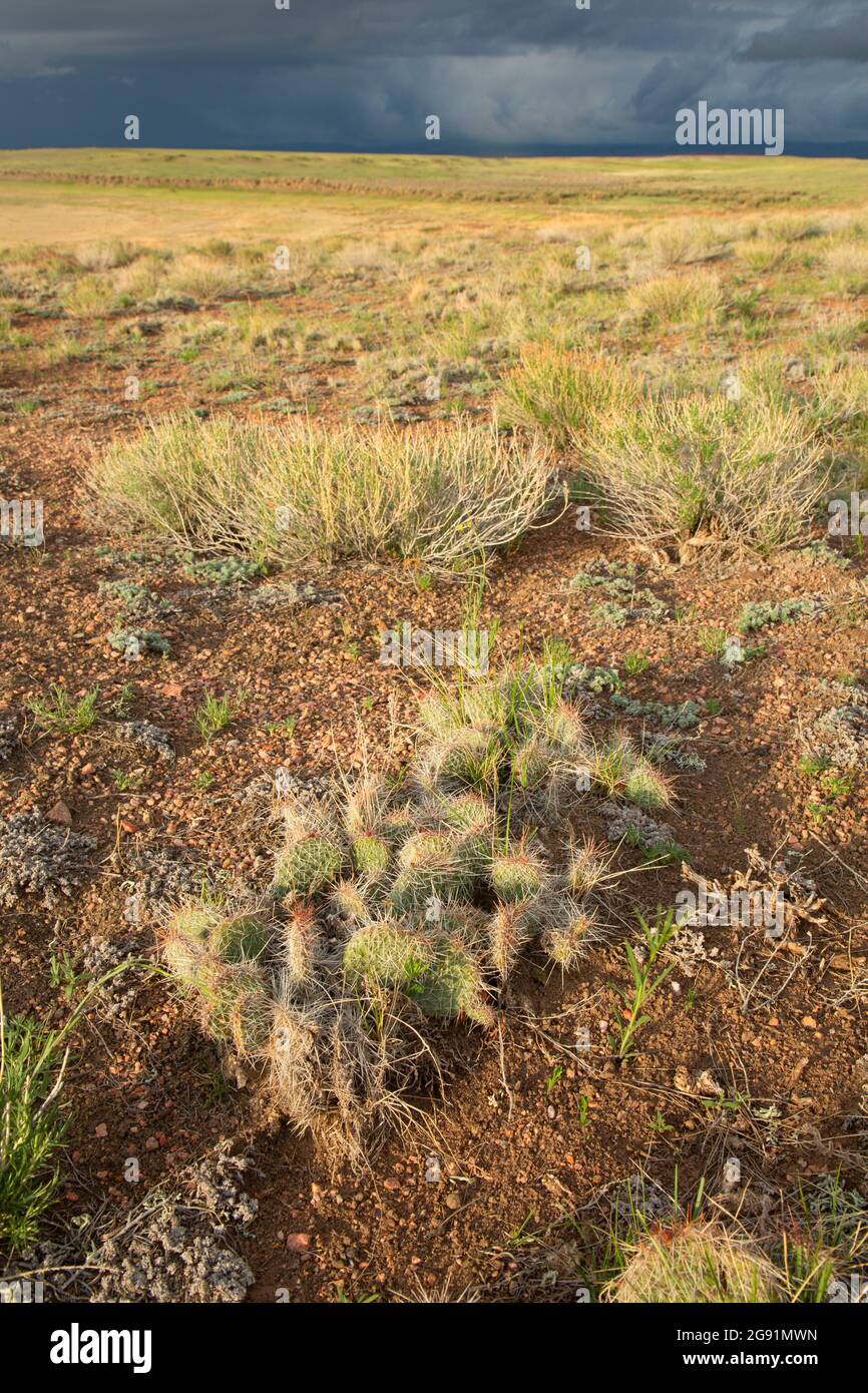 Scrub prairie hi-res stock photography and images - Alamy