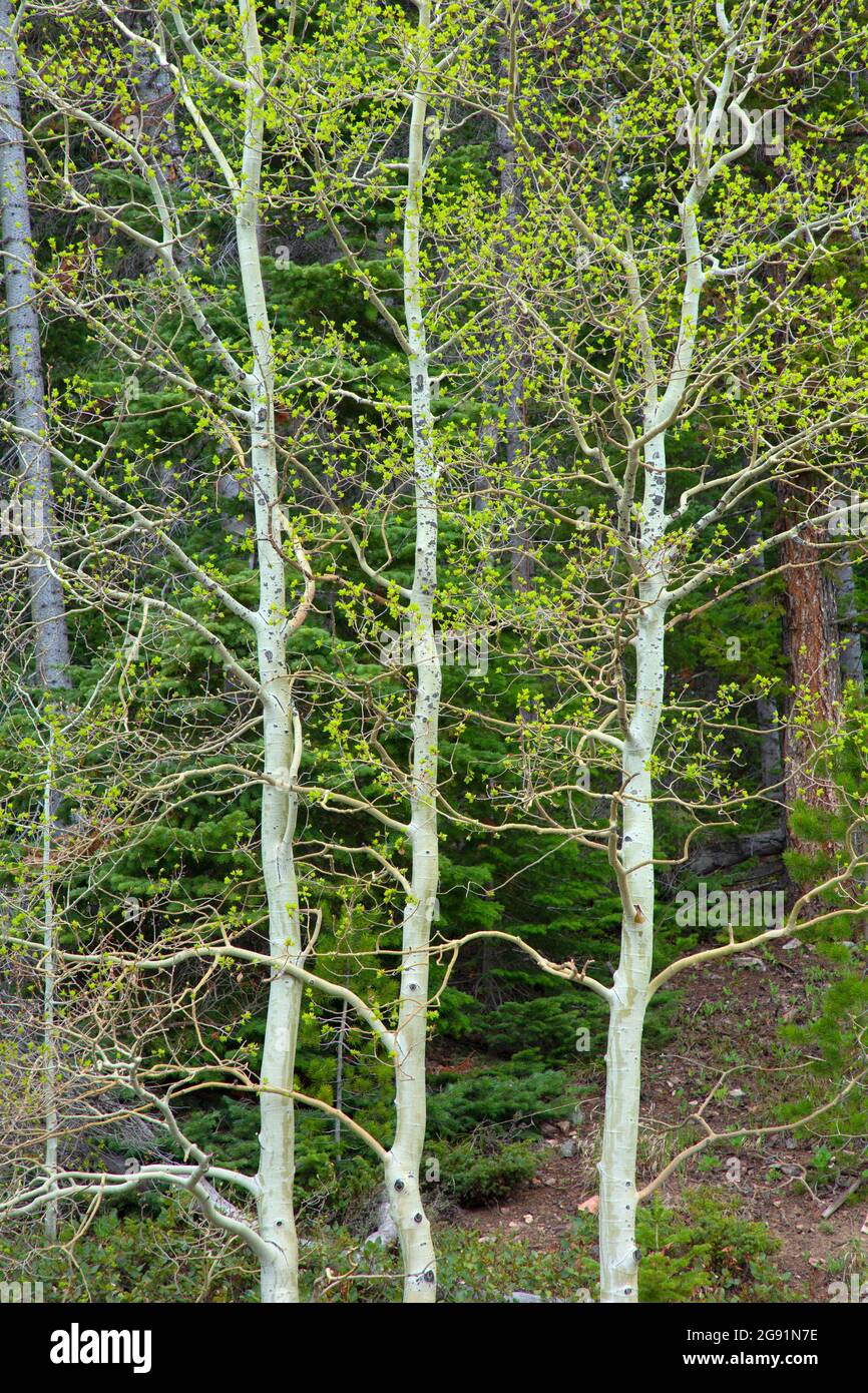 Quaking aspen (Populus tremuloides), Medicine Bow-Routt National Forest ...