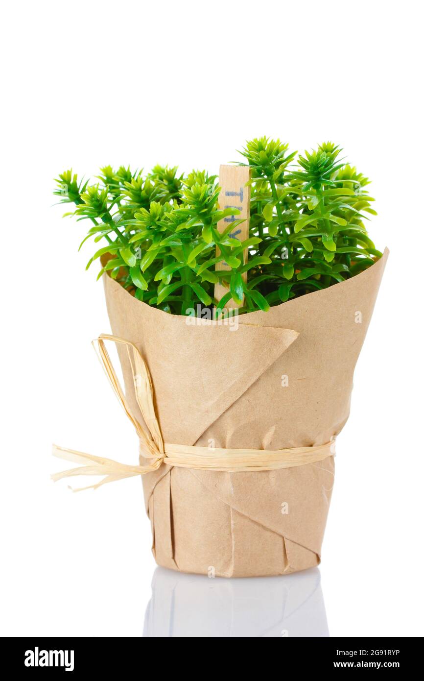 thyme herb plant in pot with beautiful paper decor isolated on white ...