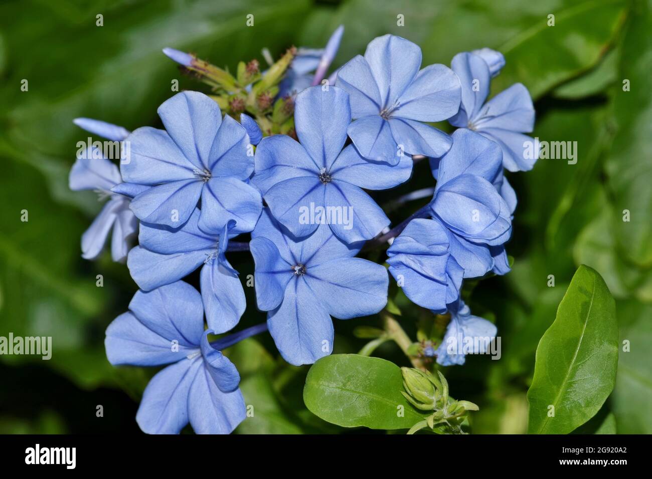Blue Plumbago flowers (Plumbago auriculata) against a green background ...