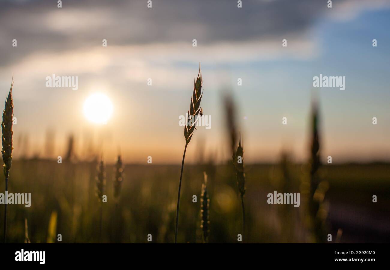 Cereal Fly High Resolution Stock Photography and Images - Alamy