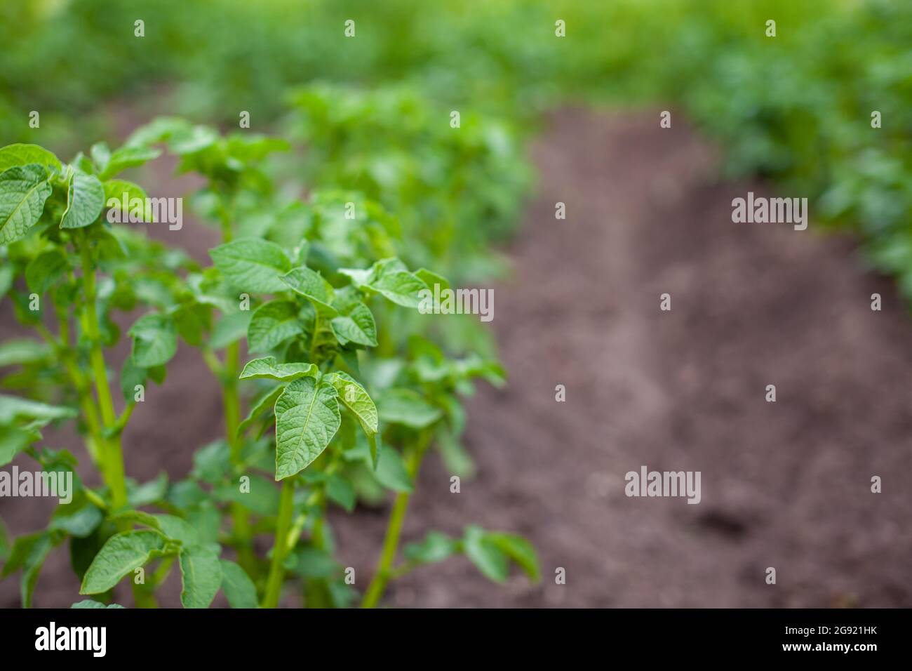 Potato crops hi-res stock photography and images - Alamy