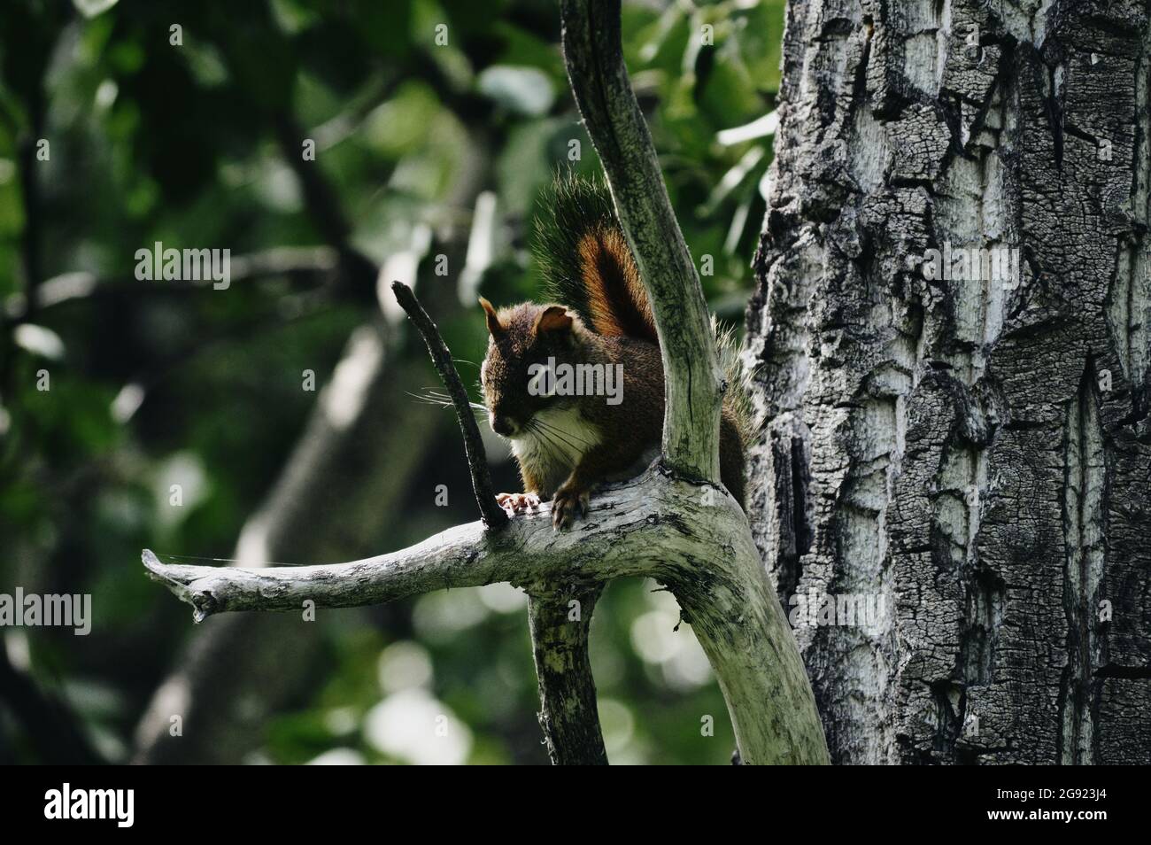 Alberta, Canada Squirrel on Tree Branch Stock Photo - Alamy