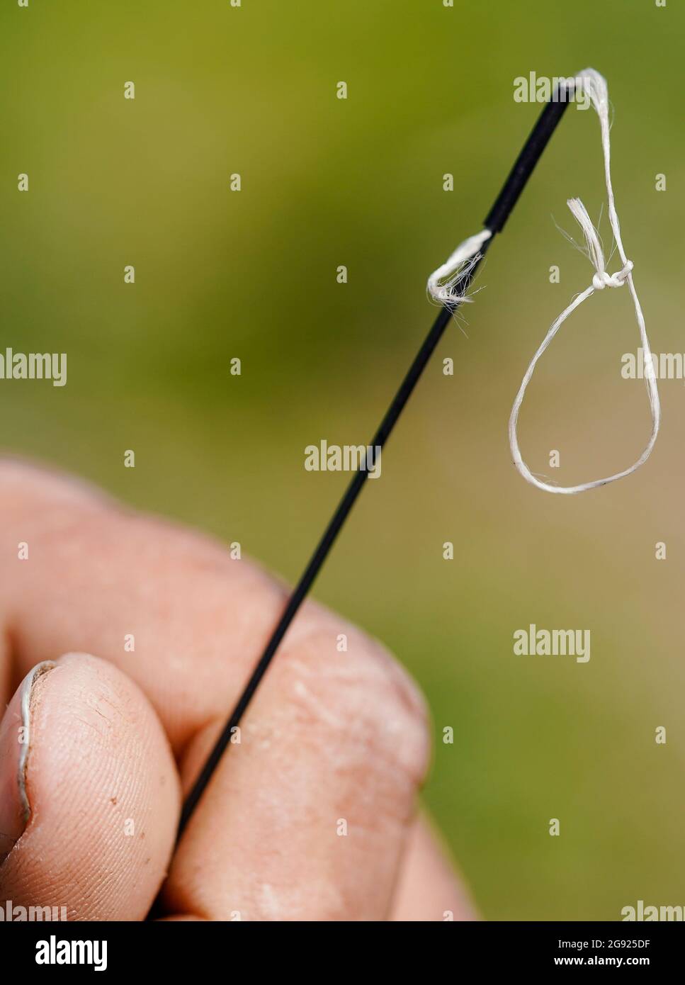 Lizard biologist holds hi-res stock photography and images - Alamy