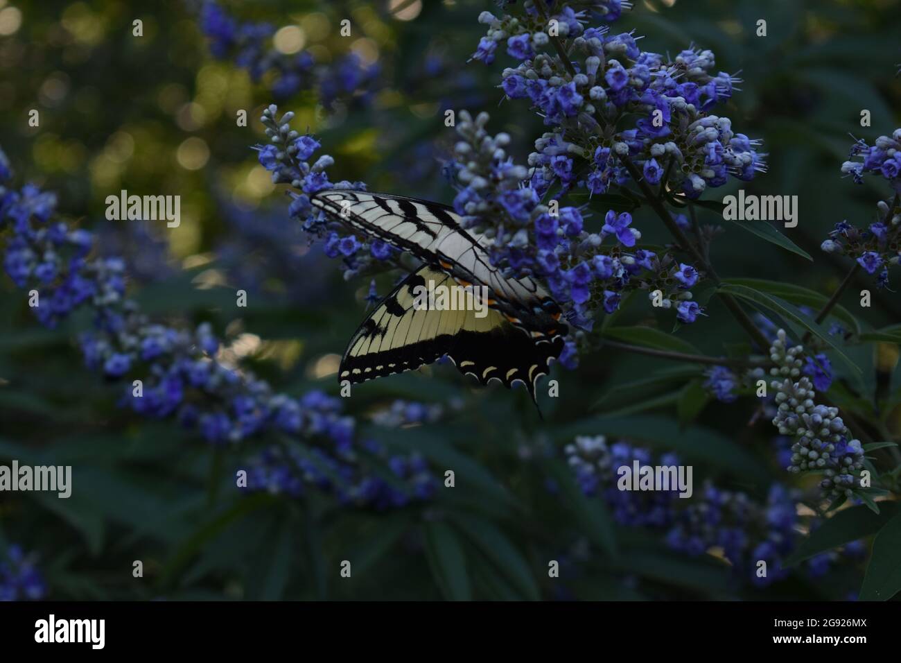 Budding plant hi-res stock photography and images - Alamy