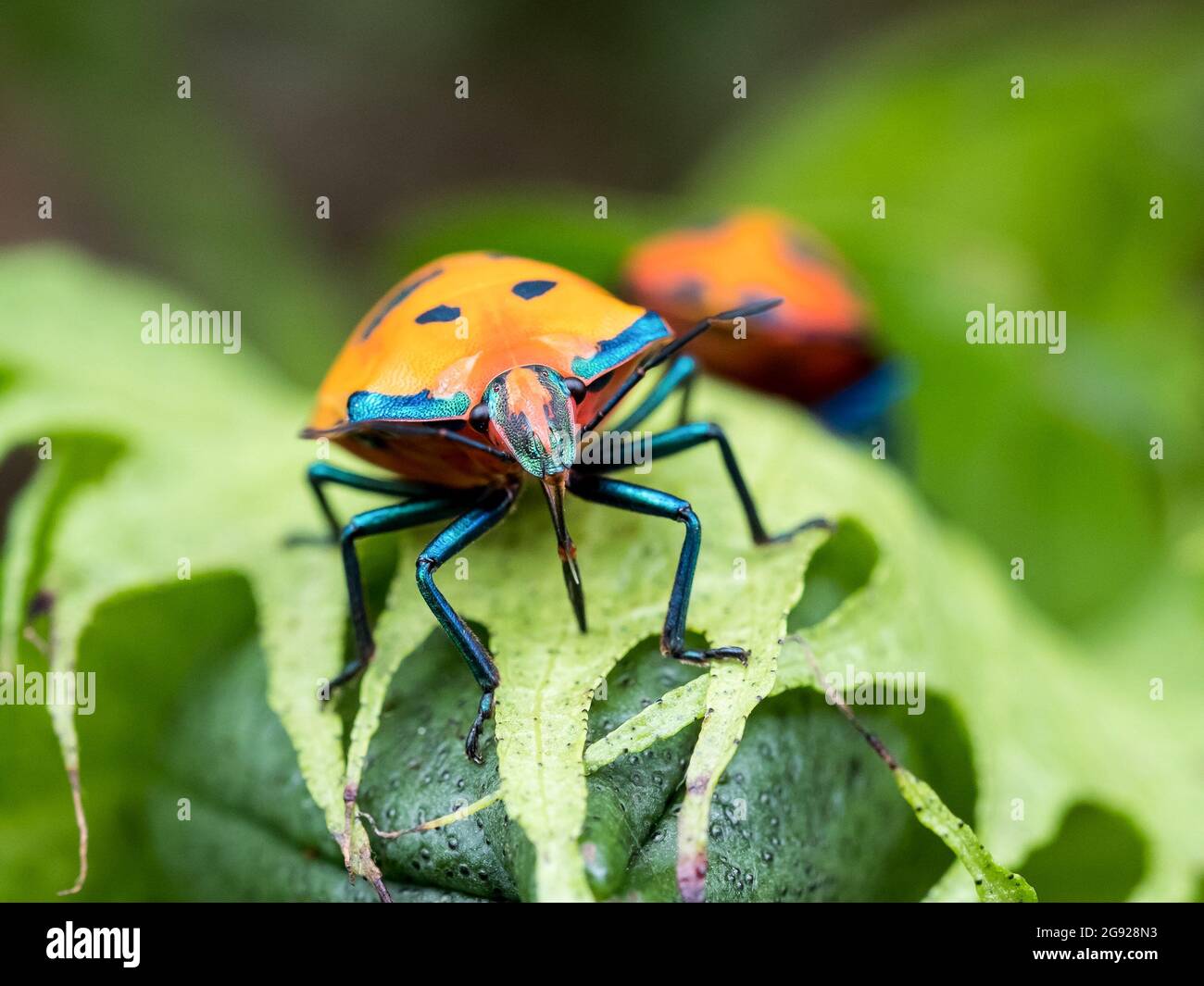 Green harlequin bug hi-res stock photography and images - Alamy