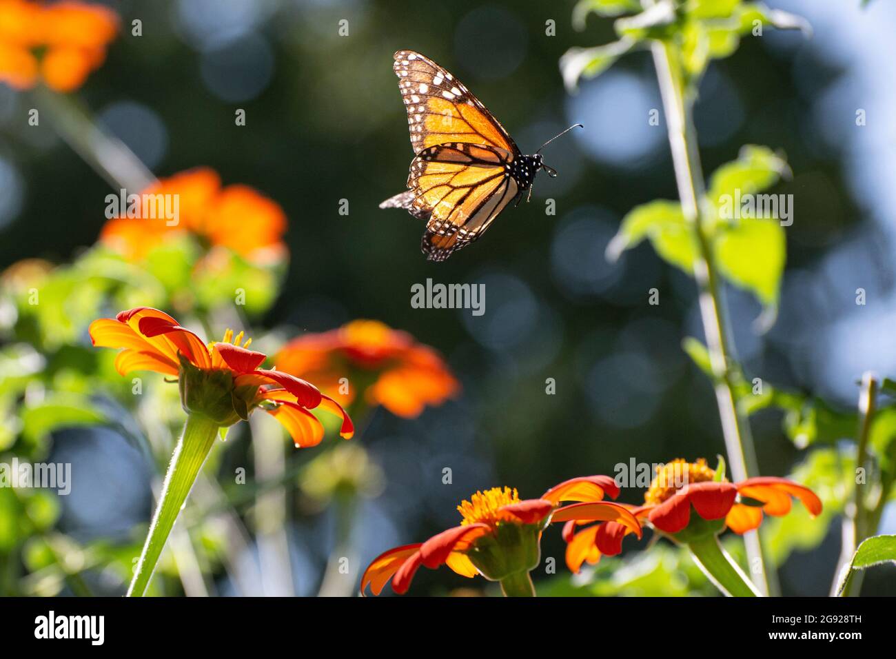 Monarch Butterfly in flight Stock Photo - Alamy