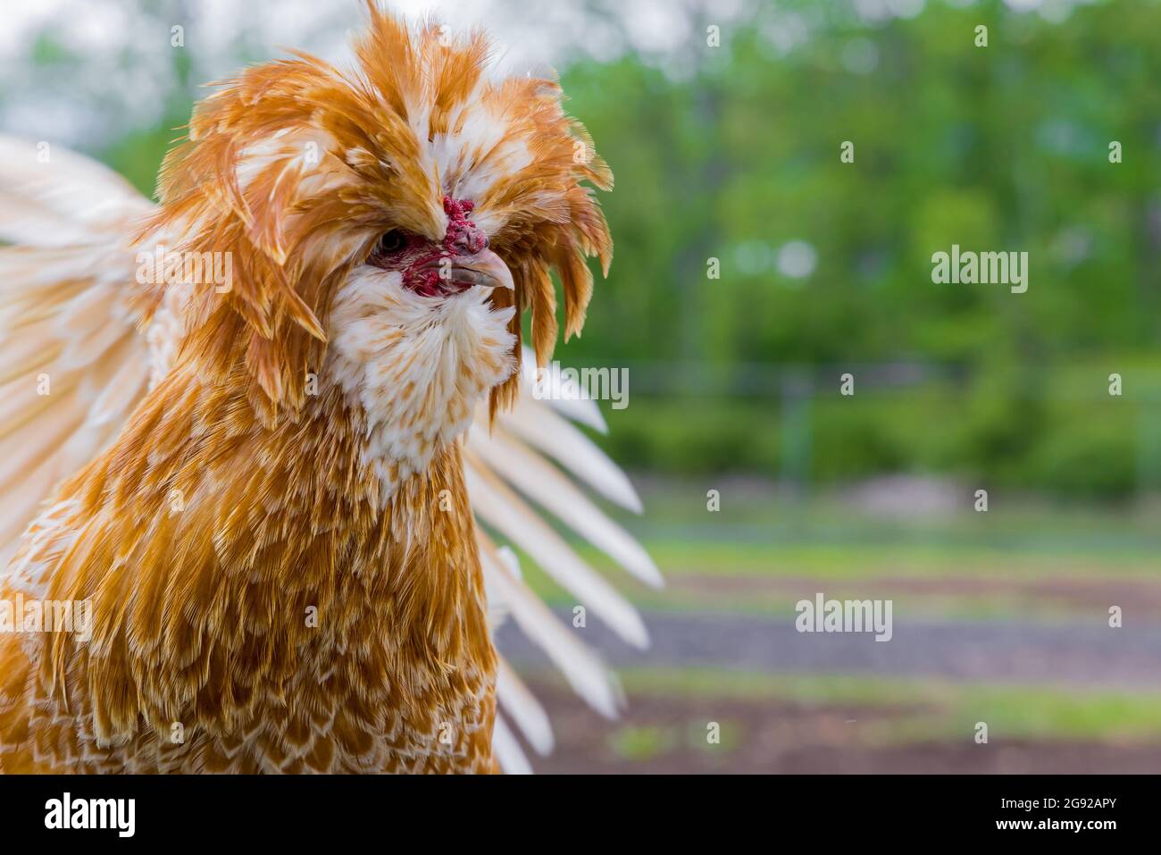 Portrait of a padovana chicken with long red peak Stock Photo - Alamy