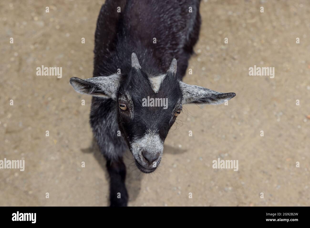 Black baby goat looking at the camera. Close up Stock Photo - Alamy
