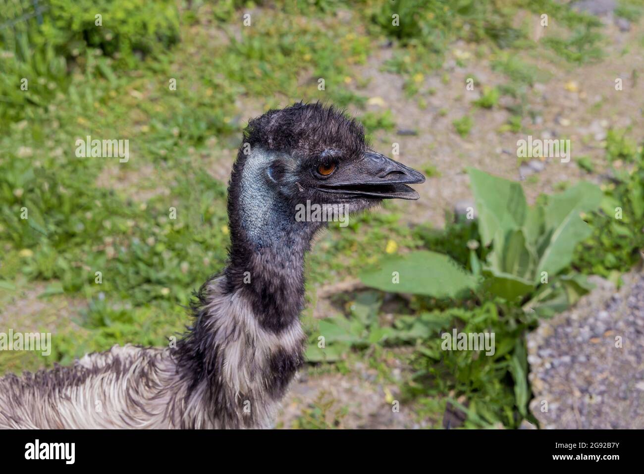 Australian emu blue head with ear, eye and open beak. Wild bird Stock ...