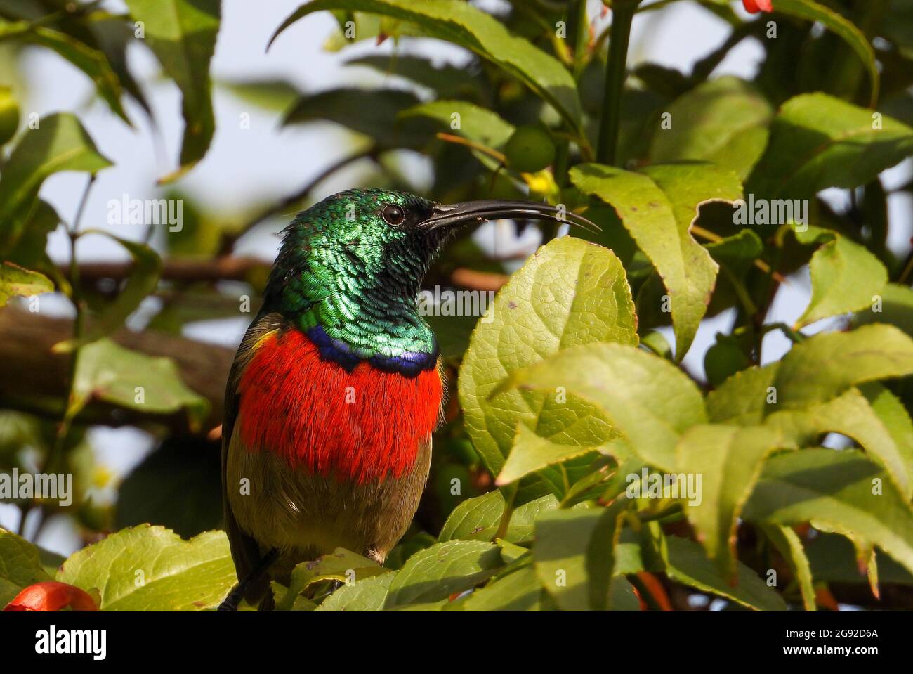 Greater double-collared sunbird isolated Stock Photo - Alamy