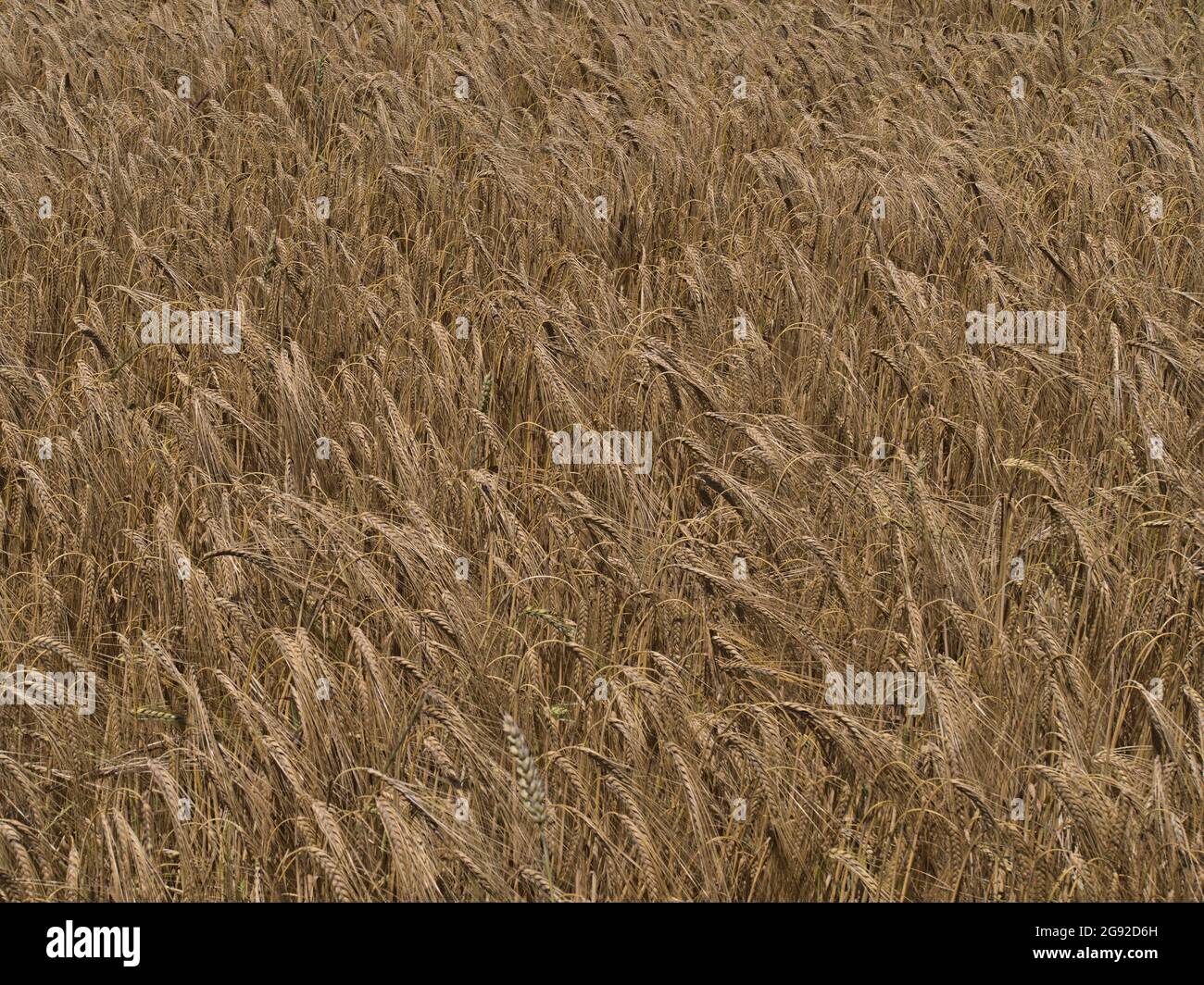 Closeup view of agricultural grain field with pattern of golden colored ...