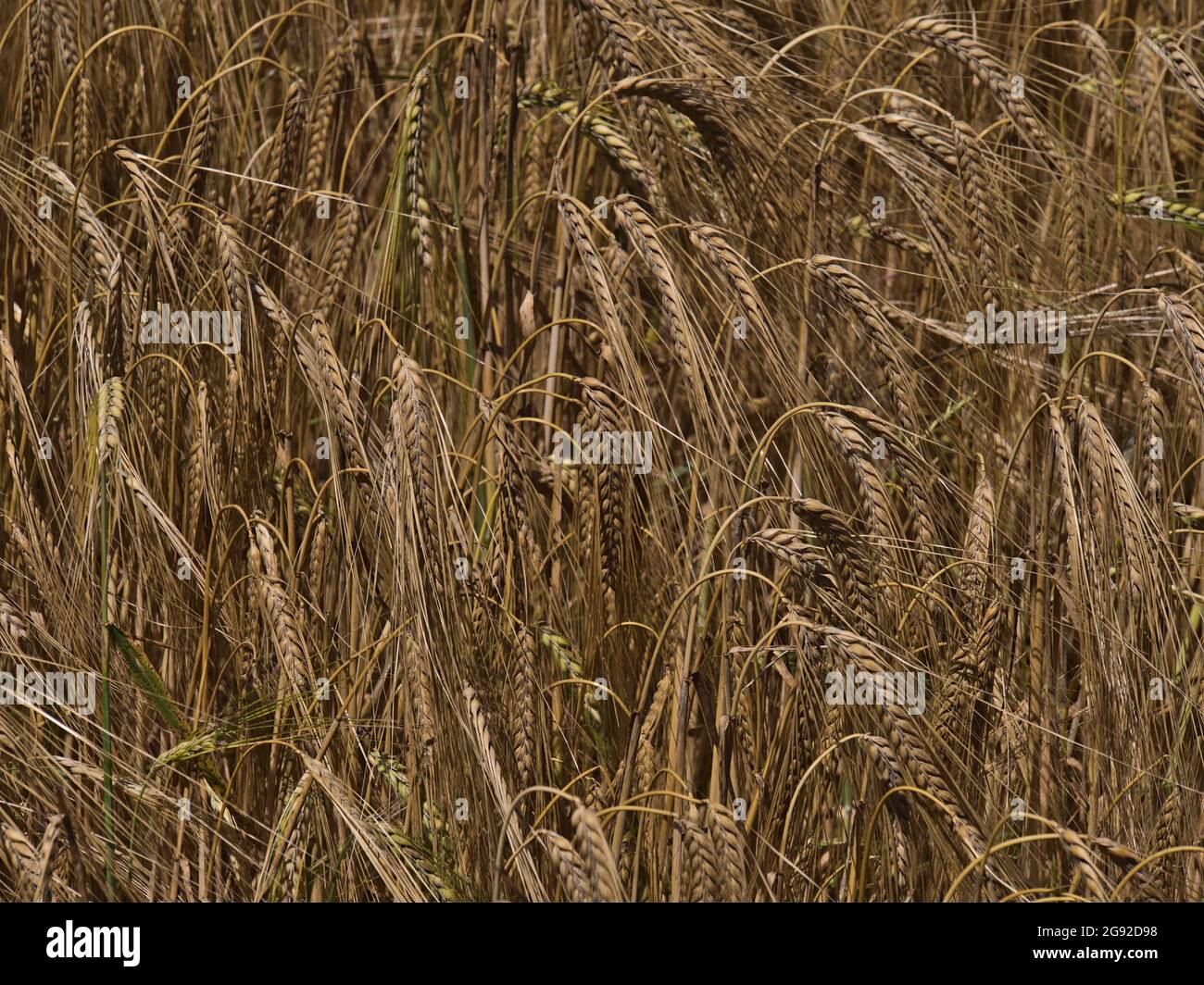 Closeup view of agricultural grain field with golden colored barley ...