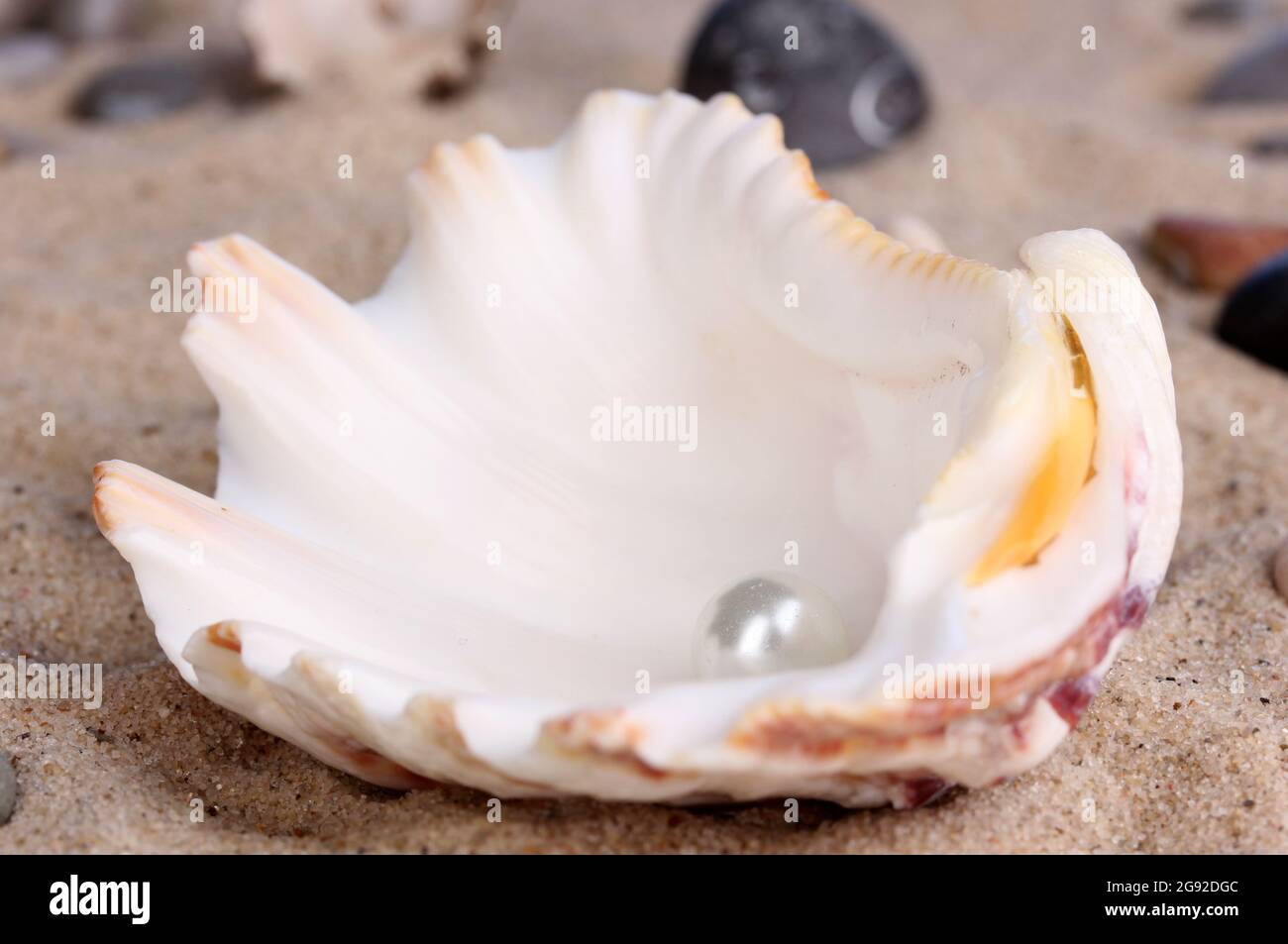 Sea shell with pearl on sand close-up Stock Photo - Alamy