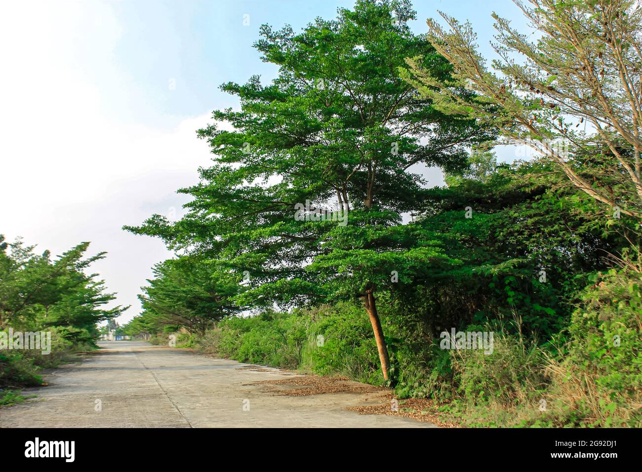 A concrete road next to a tree Stock Photo - Alamy